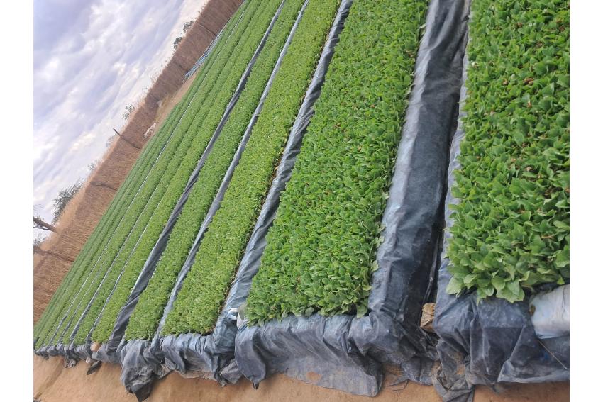 Galleries – Mimishac Irrigation