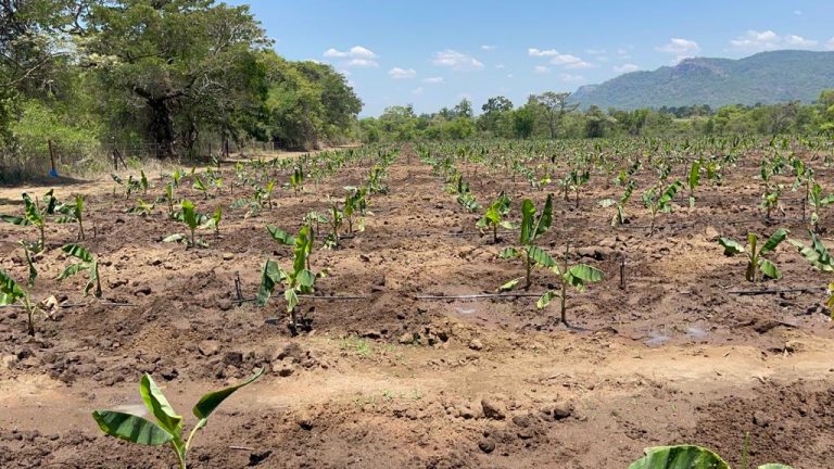 Matanuska Banana Farm – Mimishac Irrigation